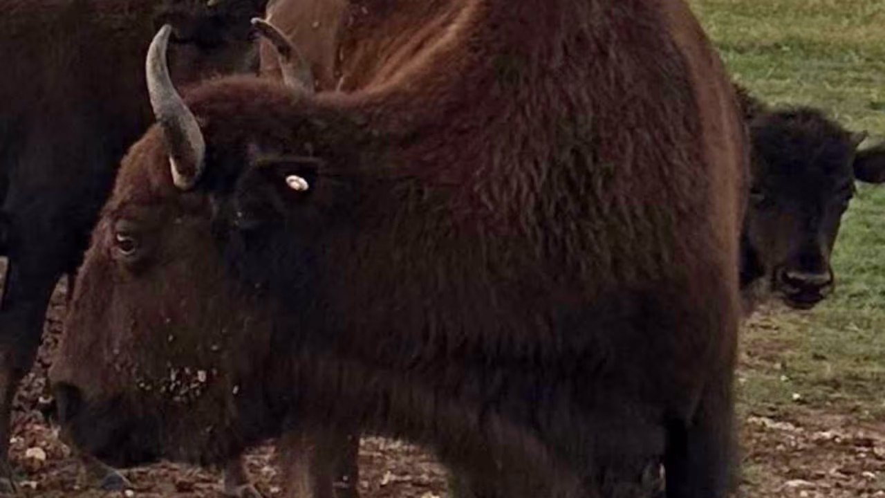 Buscan a culpables de matar a un bisonte y cortarle la cabeza en un ...