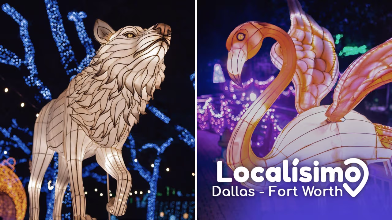 Dinosaurios, luces y magia en Dallas Zoo Lights 2024: Información sobre ...
