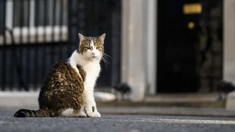 Refugio de animales en Irving ofrece el programa TNVR para frenar ...
