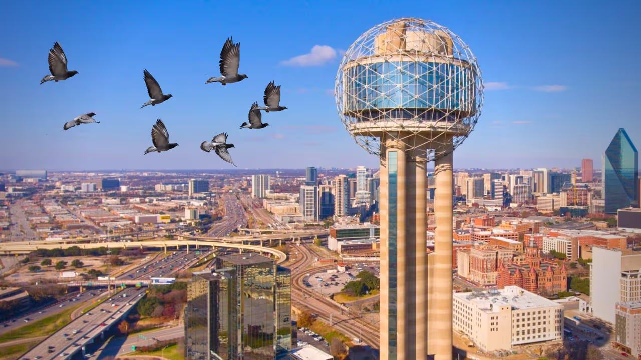 Descubre cómo Reunion Tower en Dallas apaga luces para ayudar a aves ...