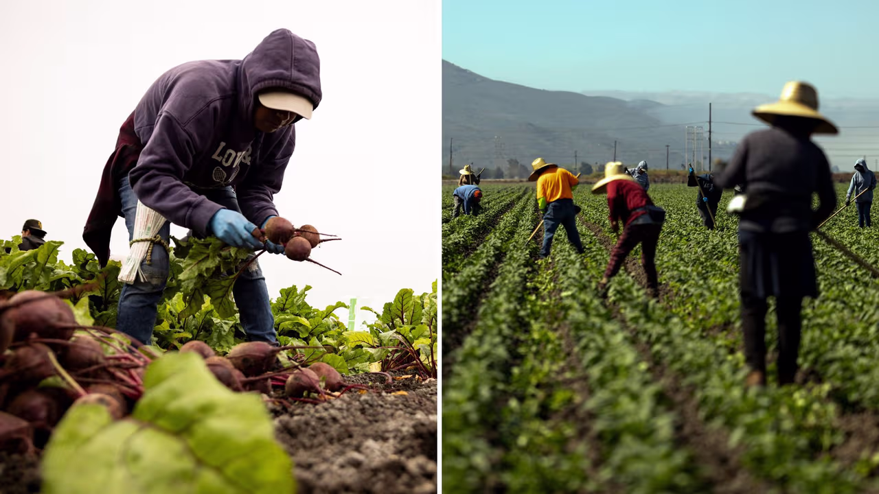 Cambio en regulación bajará salario de trabajadores agrícolas en EEUU ...
