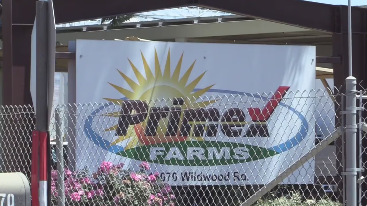 Contagios de coronavirus en Primex Farms alcanza más de 100 entre ...