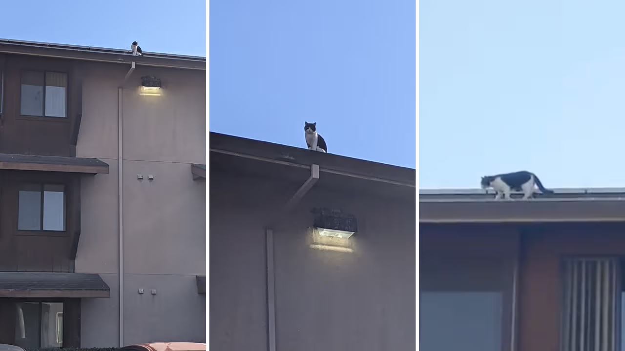 Gato quedó atrapado cinco días en un techo de apartamentos en Fresno ...