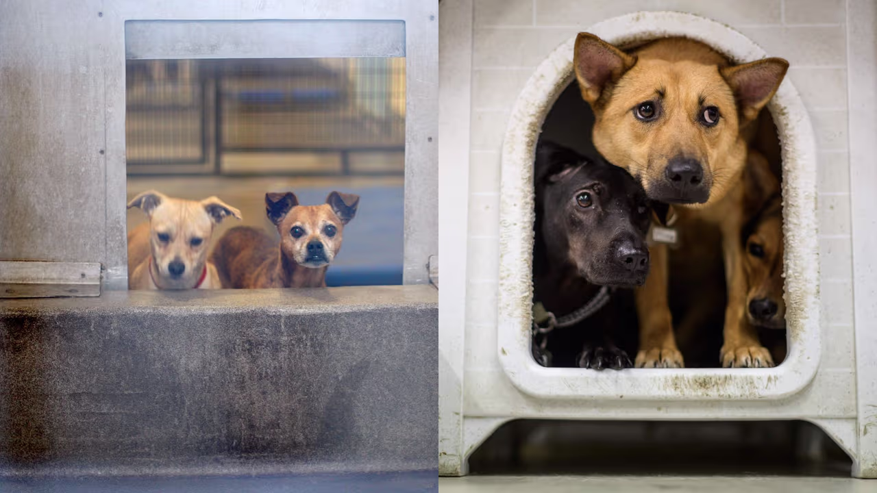 Megaevento de adopción: más de 1,000 perros y gatos buscan un hogar en ...