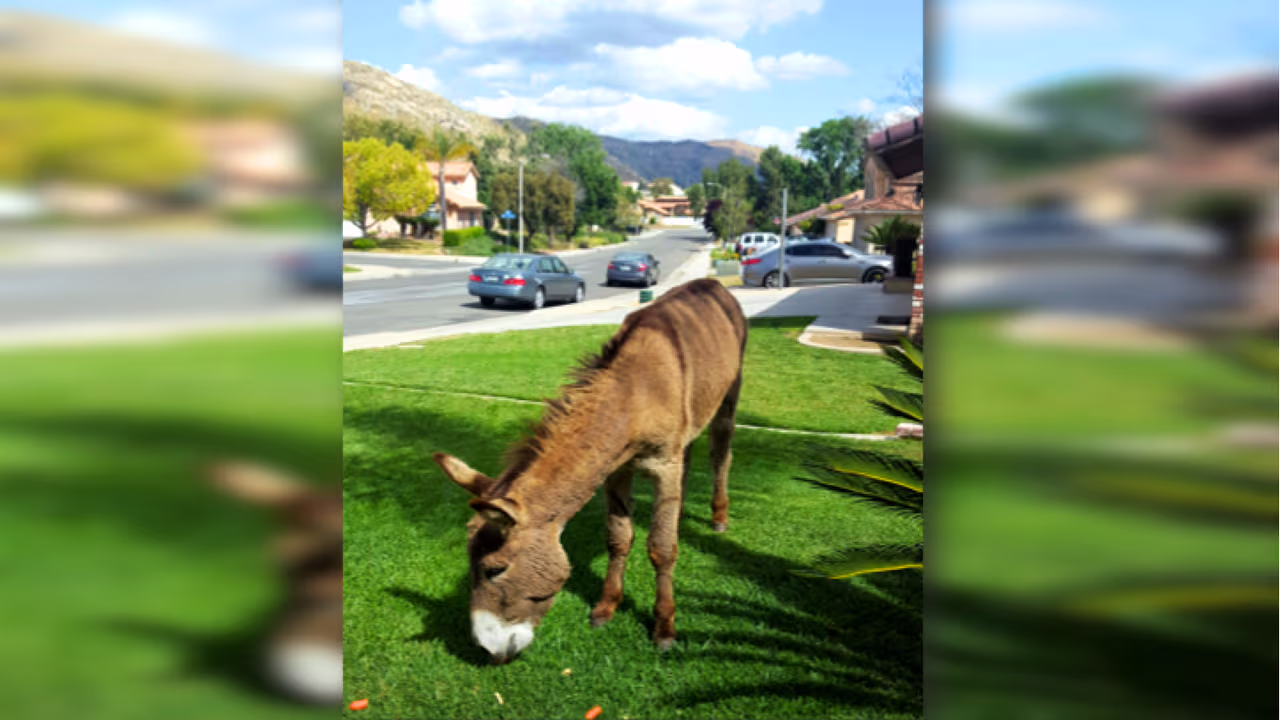 Cuando los burros emigran y son considerados una amenaza a la seguridad ...
