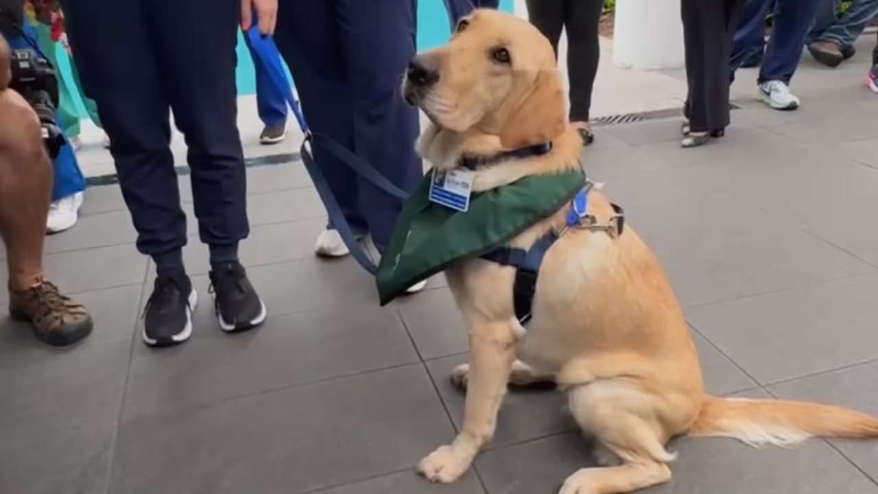 Dan la bienvenida a primer asistente canino en el Sistema de Salud ...