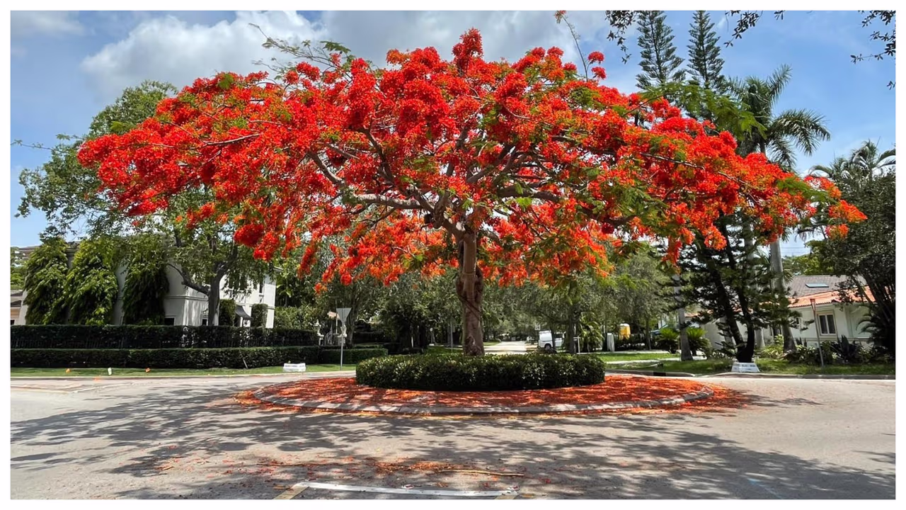 El Flamboyan o Royal Poinciana adorna muchas calles de Miami, pero no ...