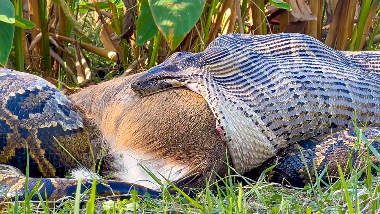Las pitones birmanas invasoras del sur de Florida son un peligro mayor ...