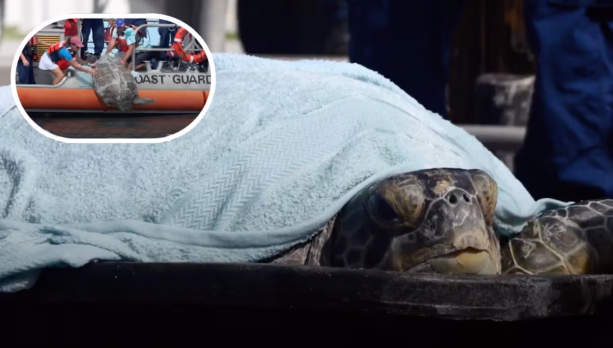 Una tortuga "valiente": la lucha de Cooter B para regresar a casa tras ...