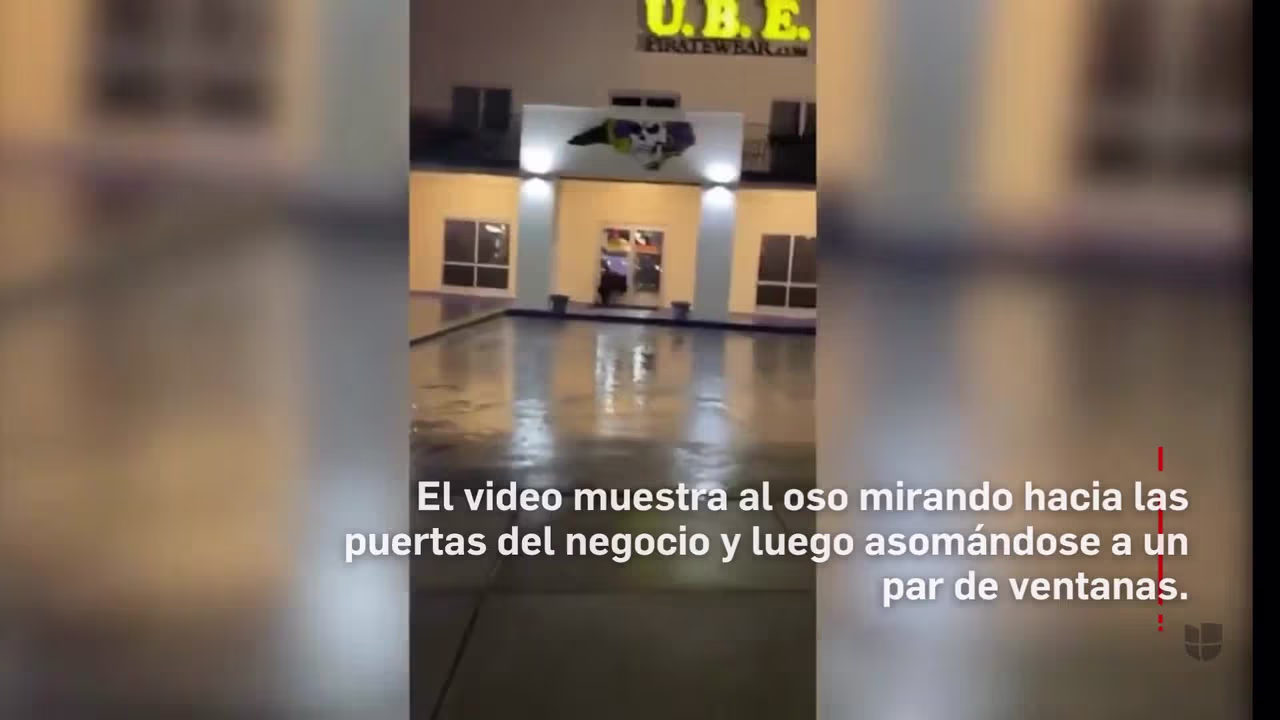 Oso es captado corriendo por Uptown Greenville | Video | Univision ...