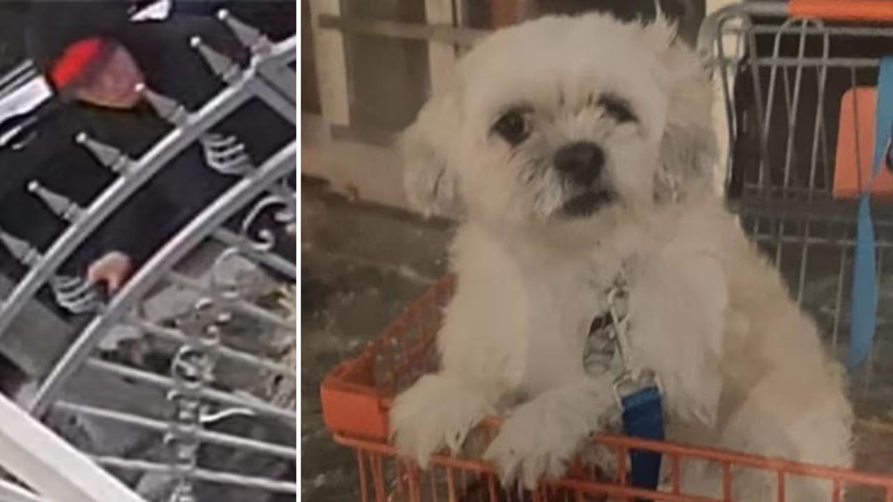 Nueva York: El perrito "Romeo Rivera" fue robado en Brooklyn; su dueña ...