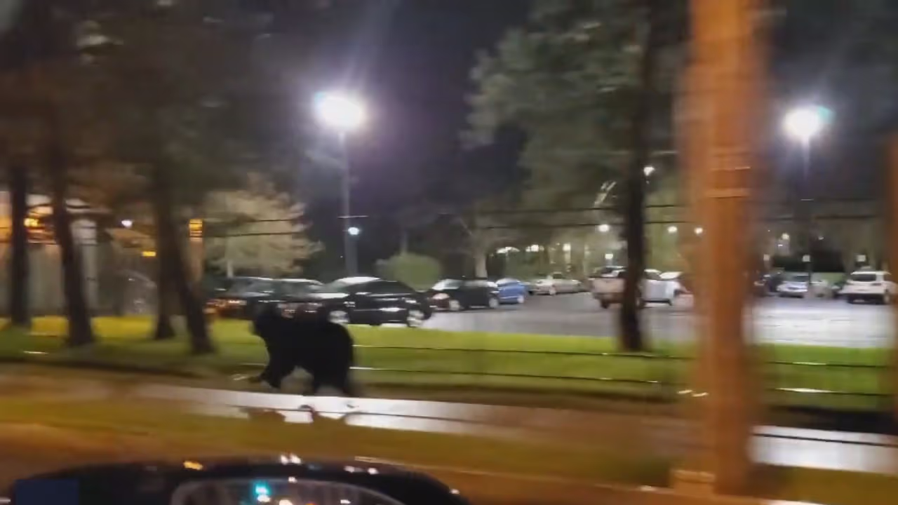 ¿Qué harías si vas manejando y te topas con un oso en medio de la ...
