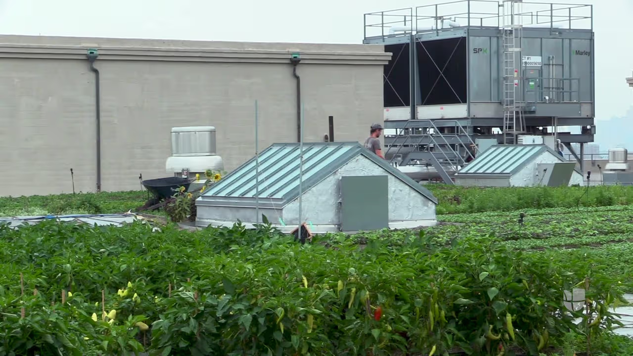 Una granja en una azotea: la agricultura sostenible se expande en ...