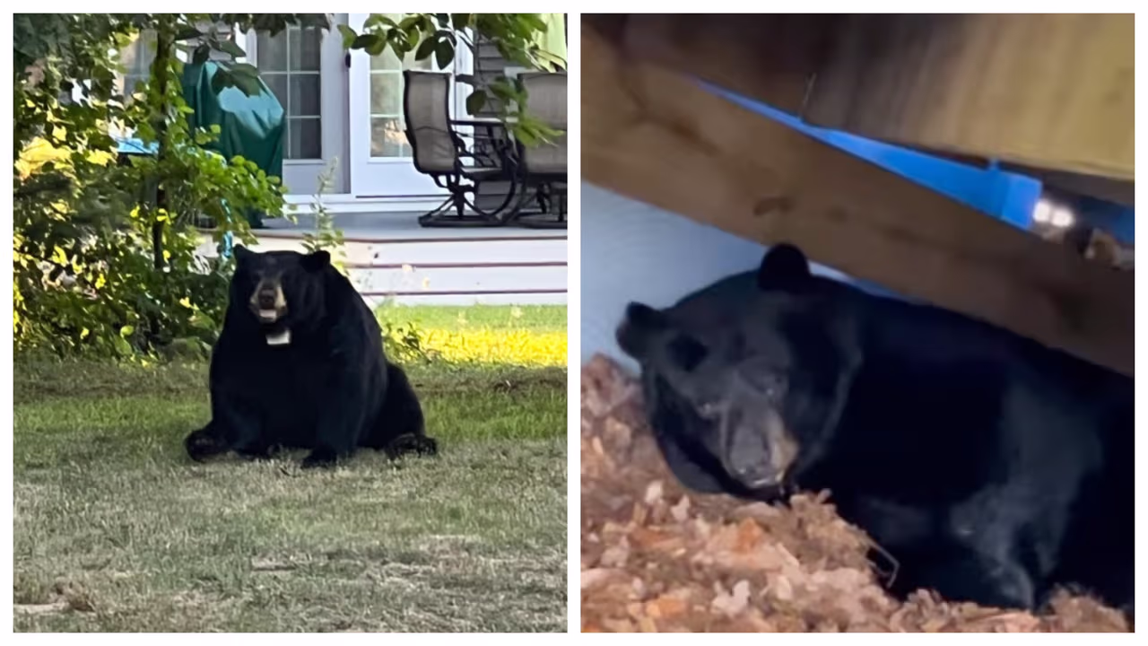 Video viral de Marty the bear en connecticut | Univision Nueva York ...