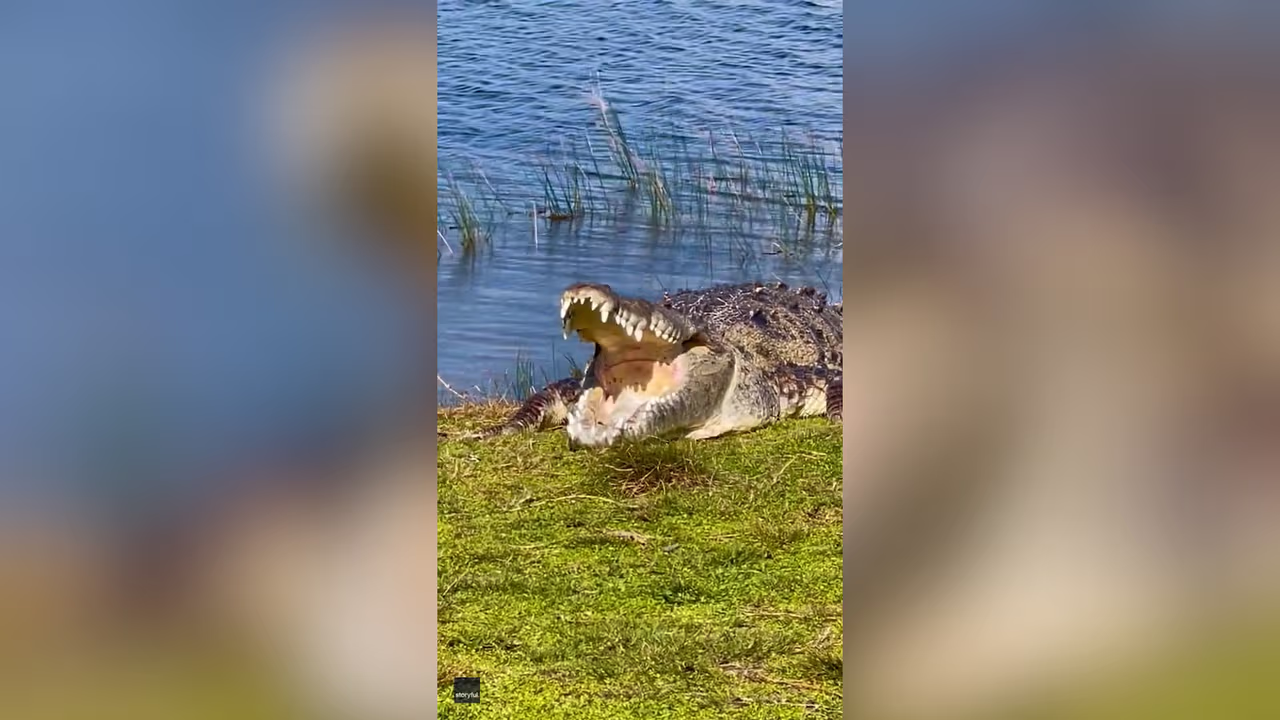 Mujer se encuentra con 'Croczilla', el lagarto más grande que se tenga ...