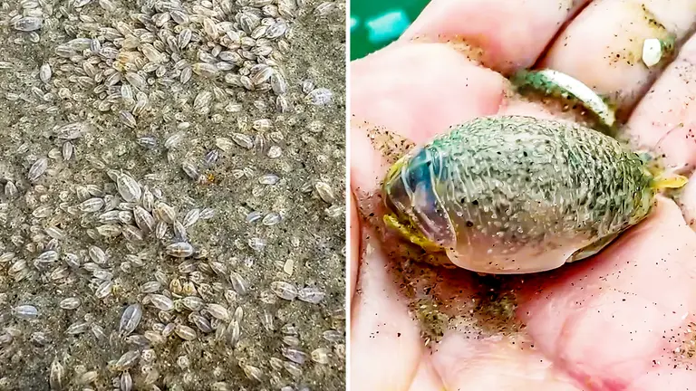 “Una locura” en playa de Florida: captan colonia de pulgas de arena ...