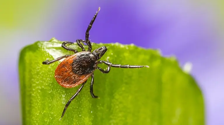 Autoridades alertan sobre presencia de garrapatas en la zona triestatal ...
