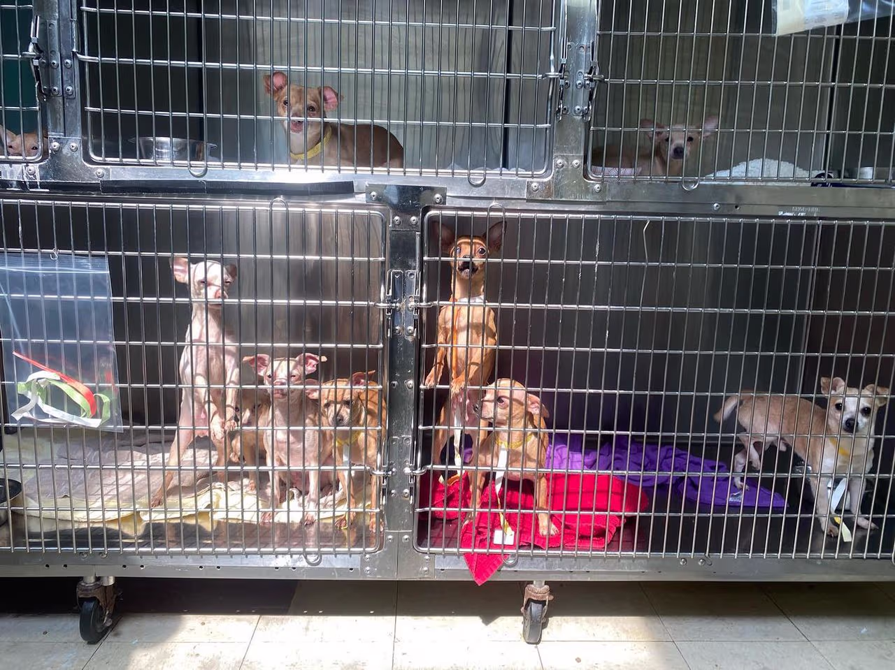 Autoridades de Filadelfia rescatan a más de 70 perros de una vivienda ...