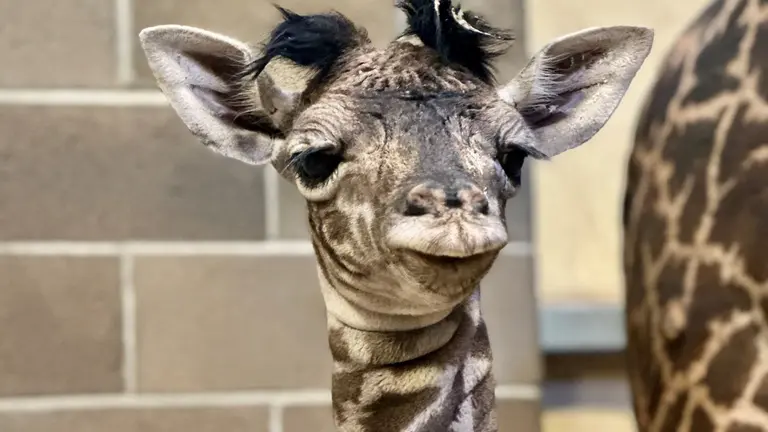 Conoce a la jirafa bebé de Shani, la nueva integrante del Zoológico de Sacramento | Video ...