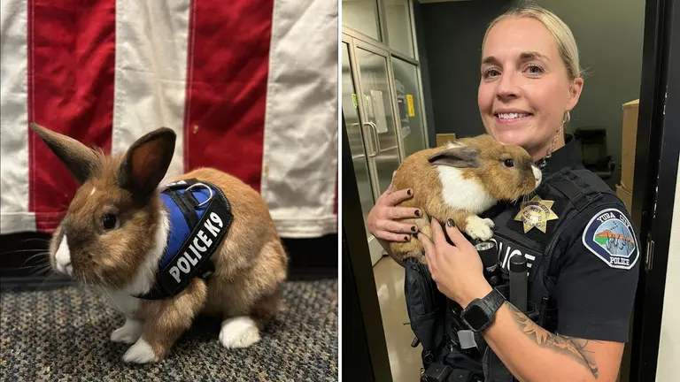 Policía en California adopta un conejo y lo convierte en oficial ...