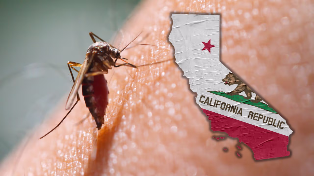 Temporada de mosquitos en California: enfermedades que transmiten y ...