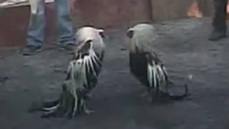 Autoridades rescatan a más de 200 gallos de pelea en Sacramento | Video ...