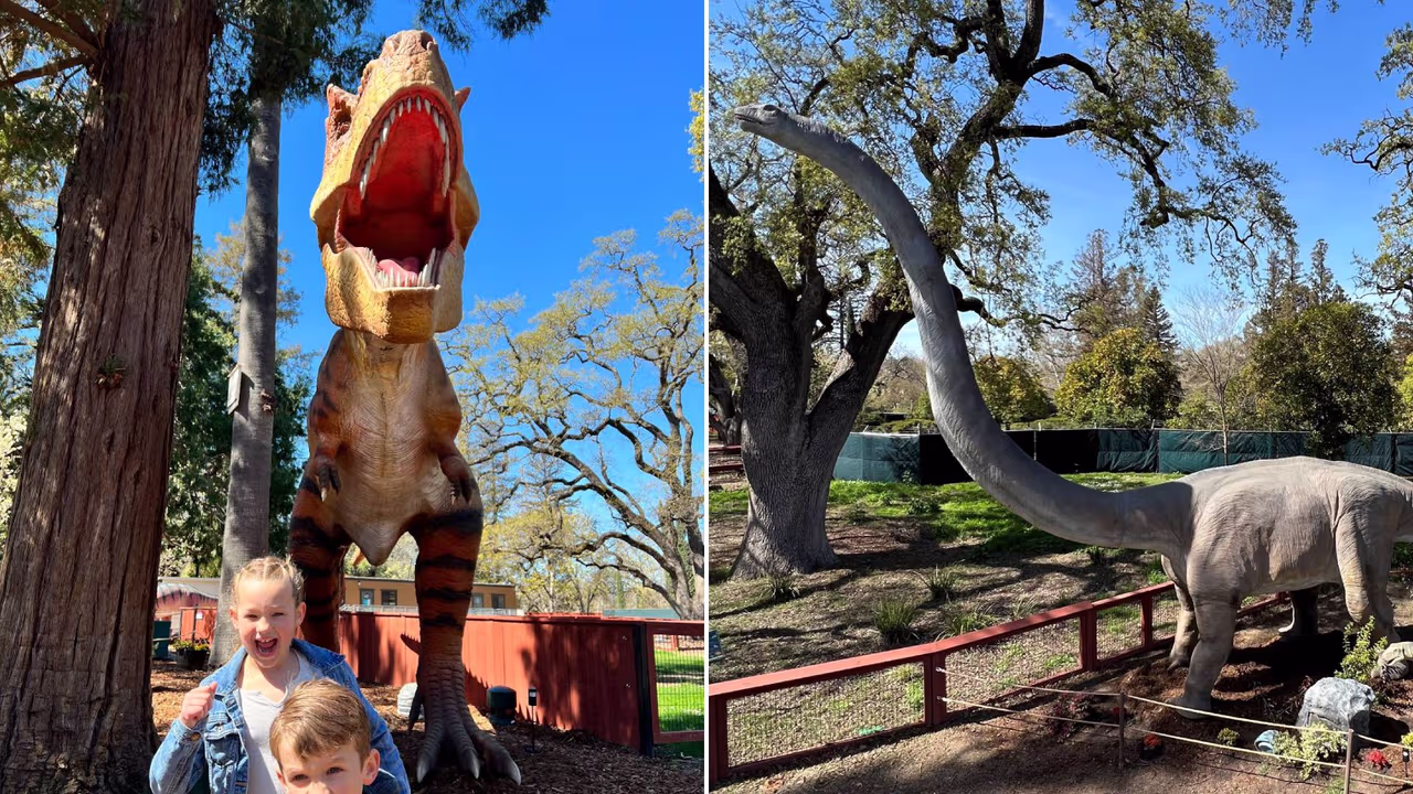 Dinosaurios llegan para conquistar el Zoológico de Sacramento ...