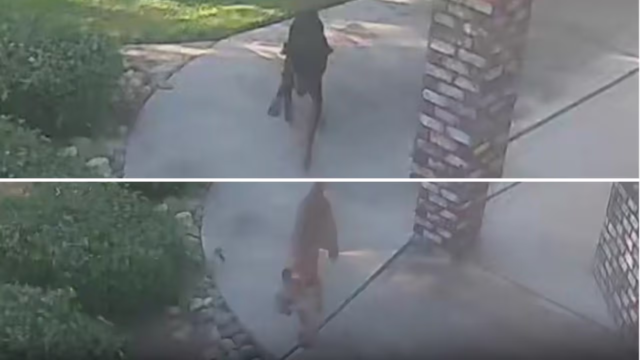 Video muestra a un perro que persigue a un puma en una casa en ...