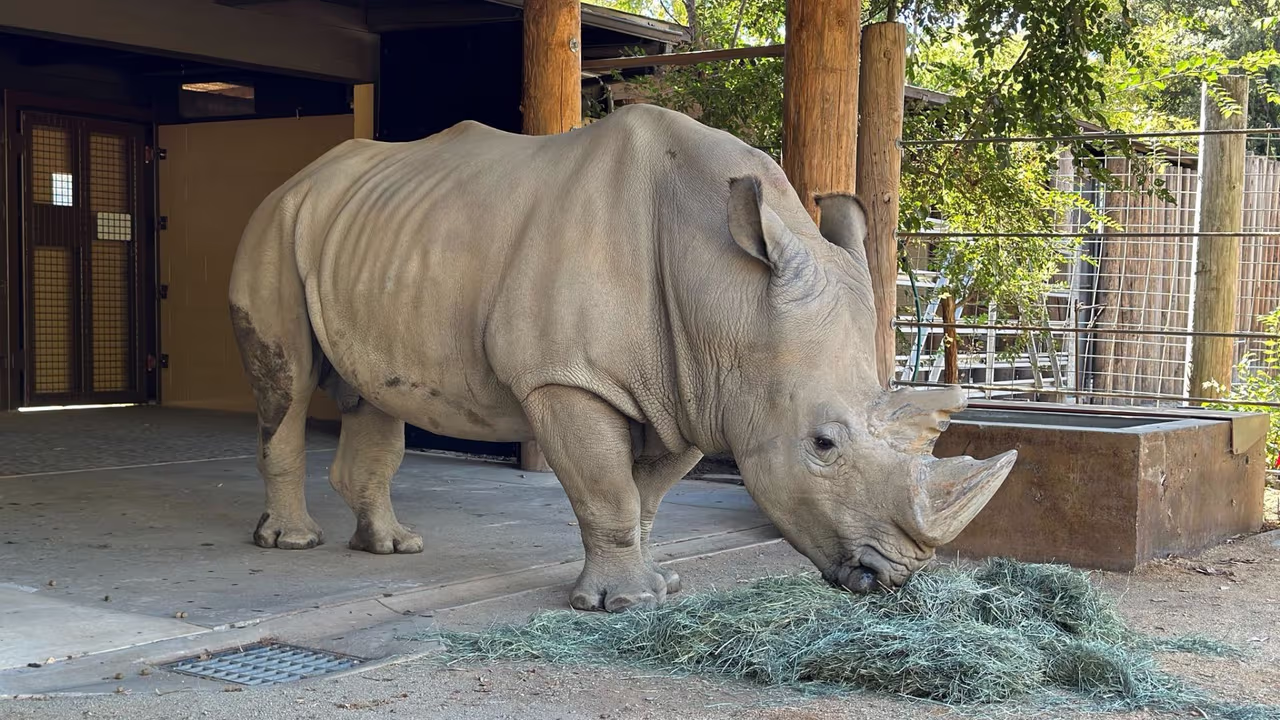 Llega al Zoológico de Sacramento el rinoceronte blanco ‘J Gregory ...
