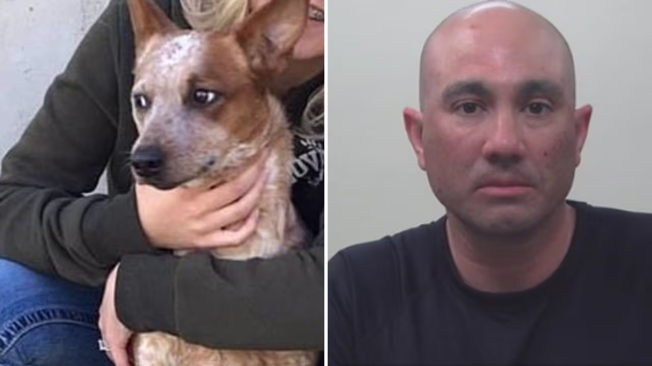 Michael Busico prendió fuego a Dixie la perrita de su exnovia y podría ...