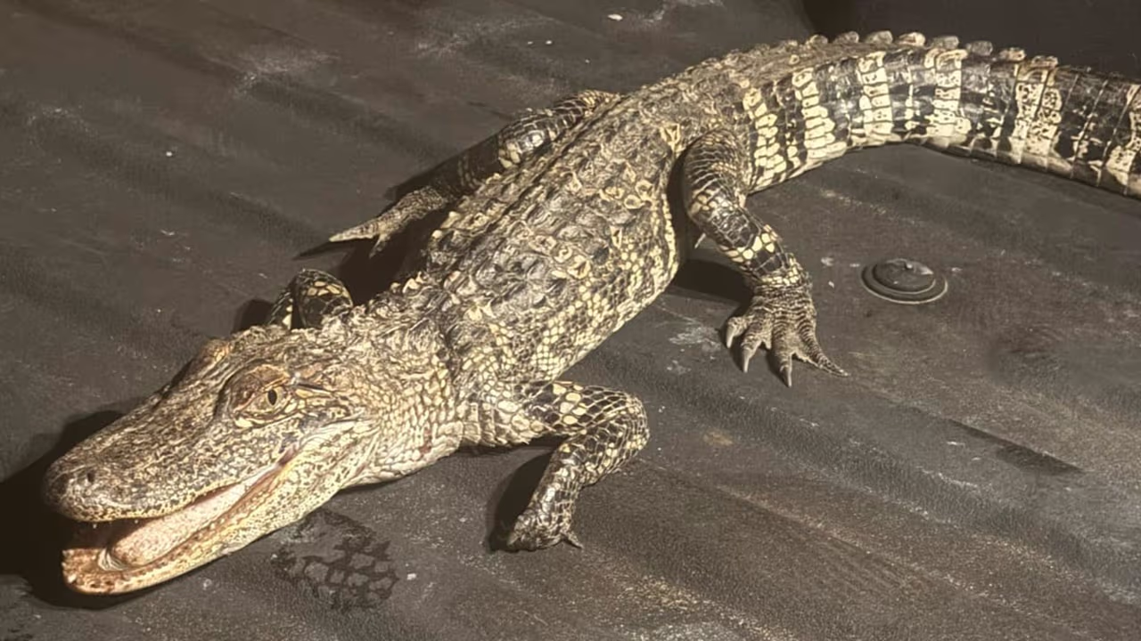 Así fue el rescate de un pequeño caimán en la ciudad de Dilley, Texas ...