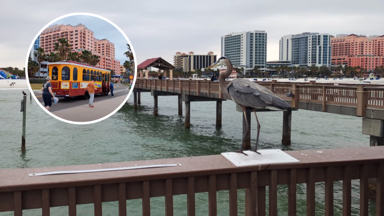 En fotos: Cosas que debes saber al visitar el Pier 60 de Clearwater ...