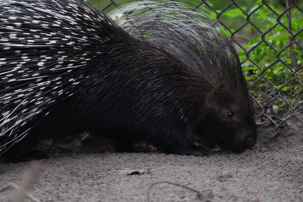 Zoológico de Tampa activa órdenes de evacuación por el huracán Milton y ...