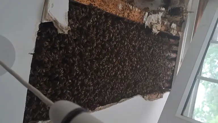 180,000 abejas en el techo: así encontraron a tres colonias de estos ...