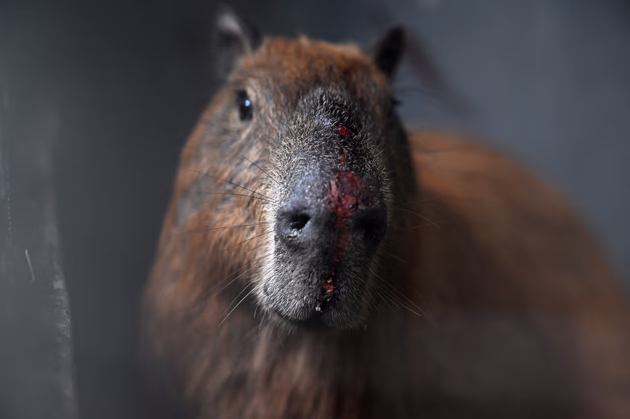 Detienen a ocho personas por brutal golpiza a capibara en Río de ...