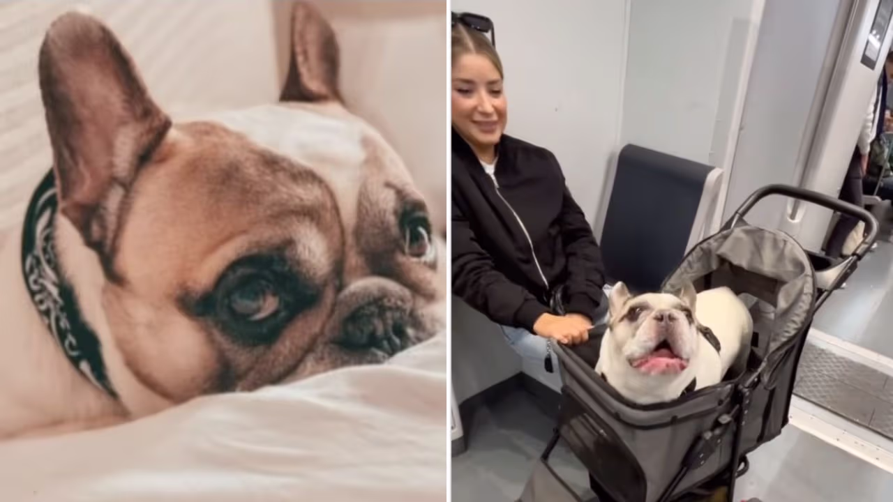 La historia de Sunny, el perro que habla y se volvió viral en redes ...