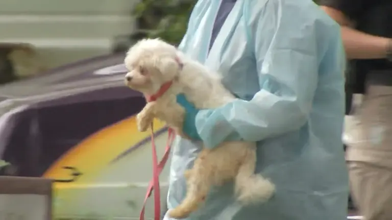 Encuentran a un niño viviendo entre docenas de perros muertos en una ...