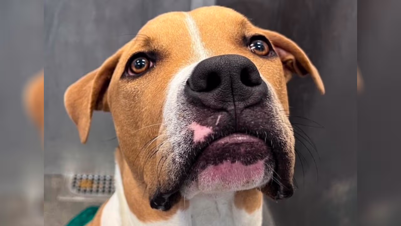 Lo que se sabe de la extraña enfermedad que está afectando a los perros ...