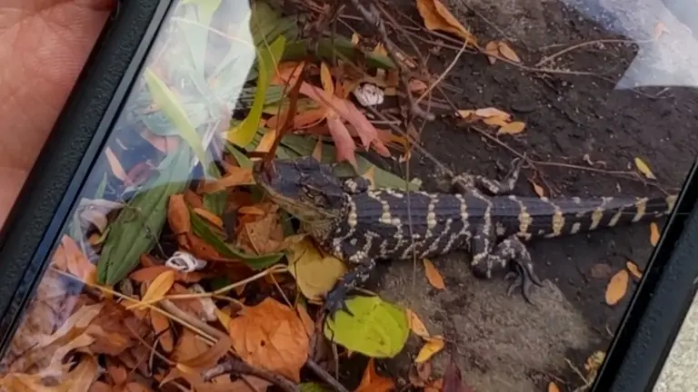Graban a un caimán en un río de Boston: investigan el inusual ...