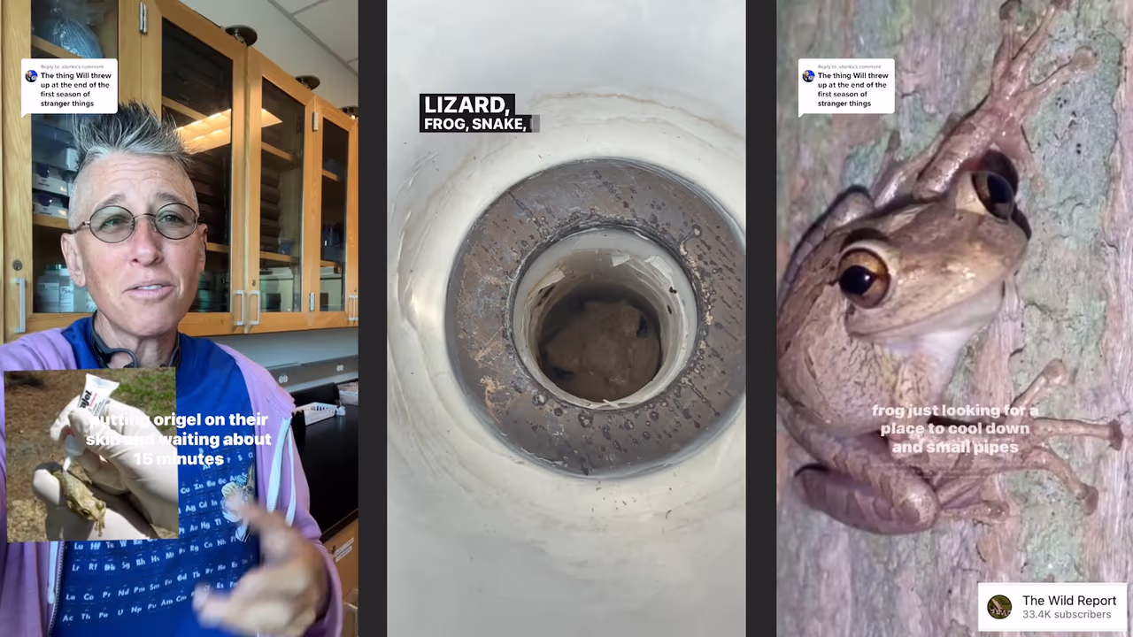 El extraño animal que encontraron en un baño de Florida y se hizo viral ...