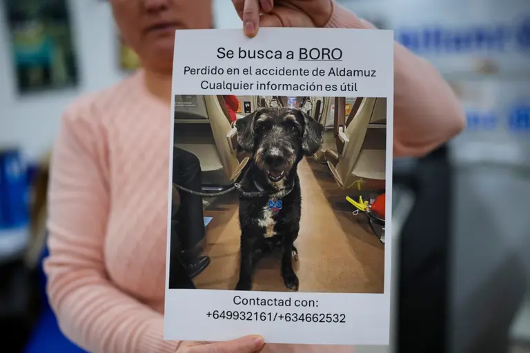 La historia del perro Boro: Se perdió en el accidente de tren en España ...