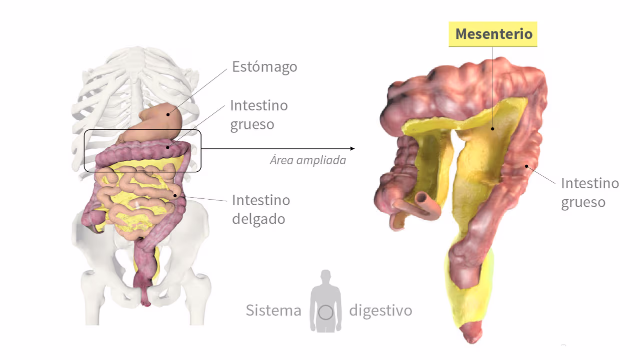 El mesenterio, la membrana que científicos irlandeses califican como el ...