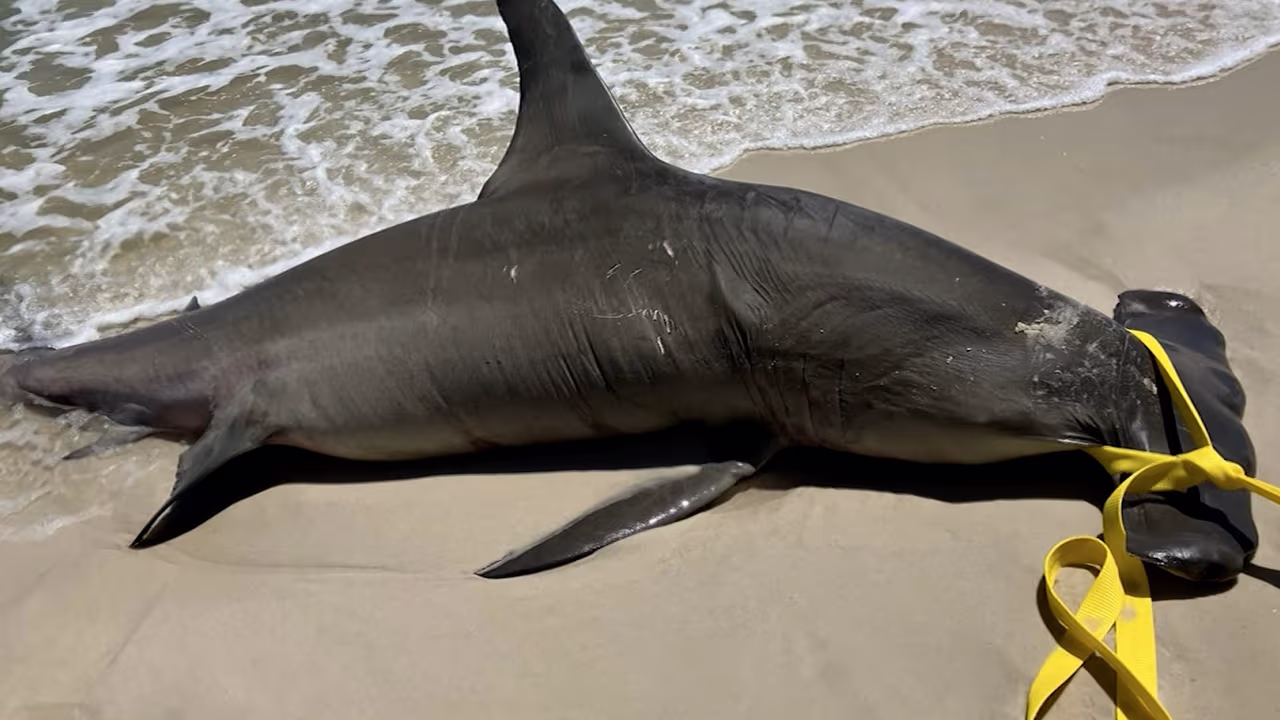 Un tiburón preñado de 40 crías, una nueva sorpresa para los científicos ...
