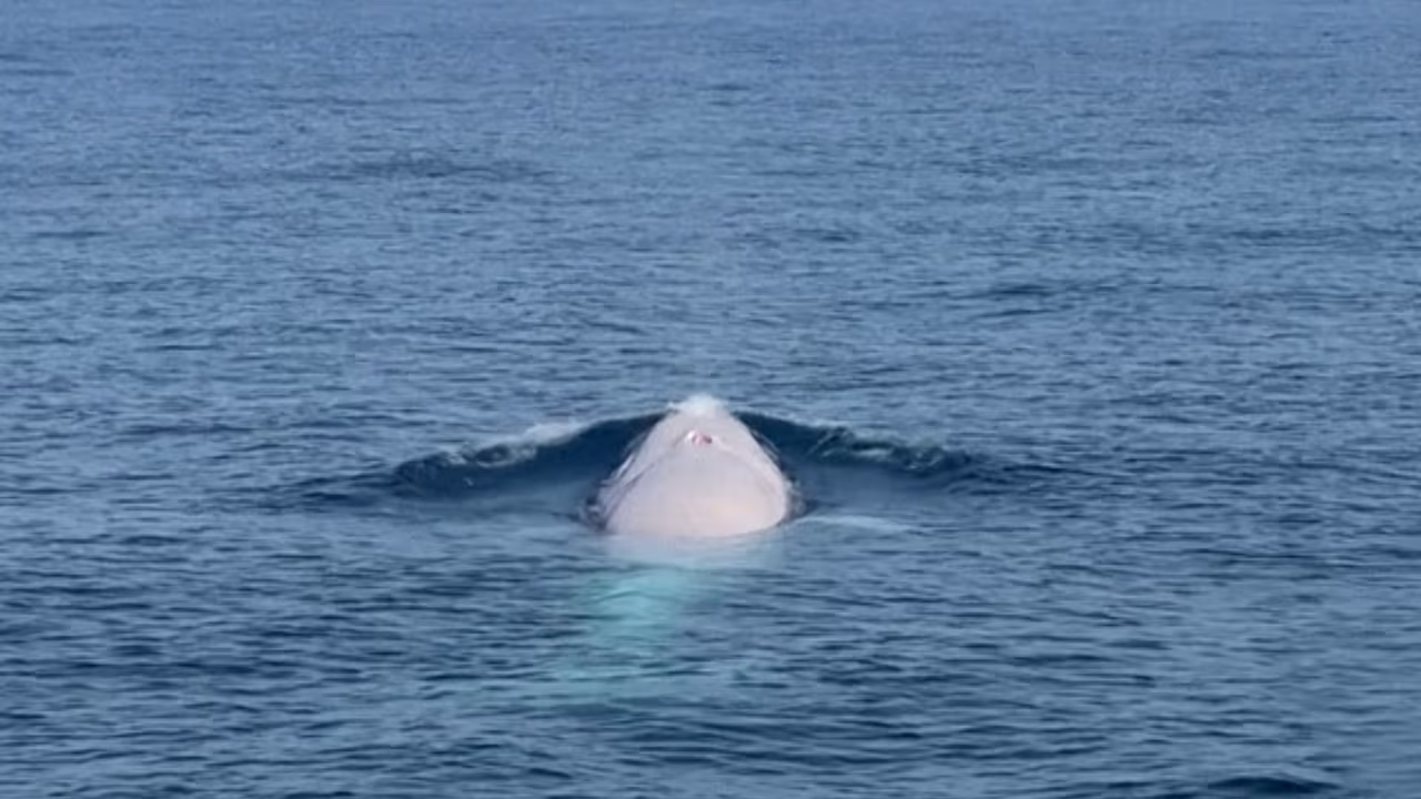 Una rara ballena blanca es vista por primera vez | N+ Univision Planeta ...