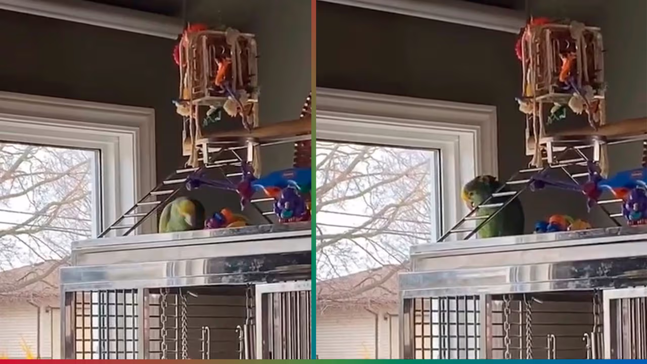 Loro se confiesa en TikTok: Dice ser un espía y se hace viral | Video ...