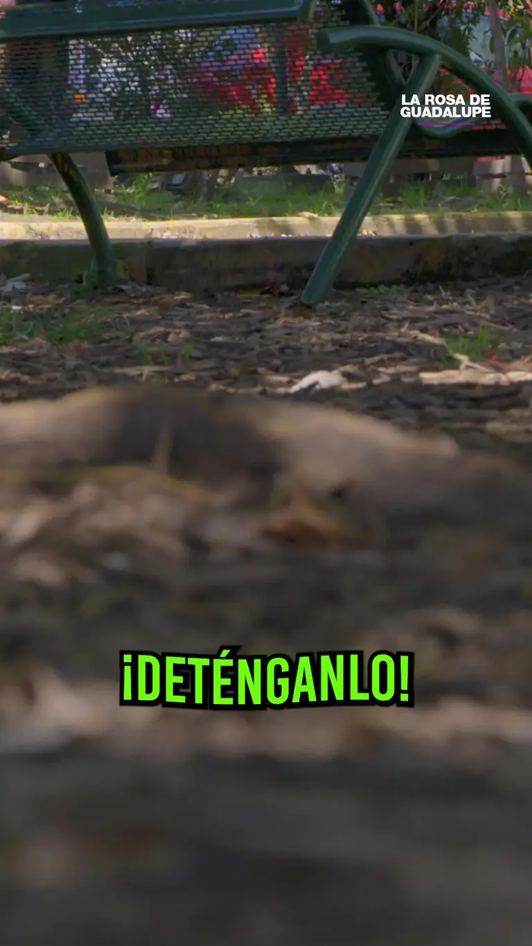 Deténganlo ¡se robó mi celular! | Series La Rosa de Guadalupe | Univision