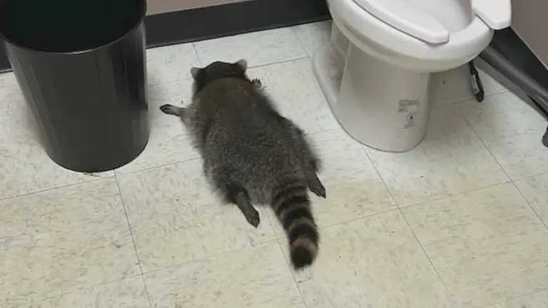 El momento en que policías hallan a un mapache borracho en el baño de ...