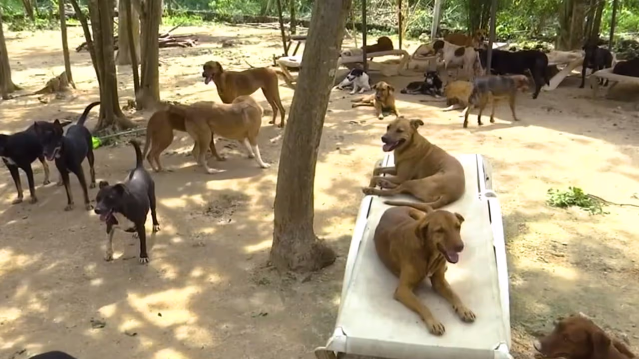 Mexico: man shelters hundreds of dogs from Hurricane Delta at home ...
